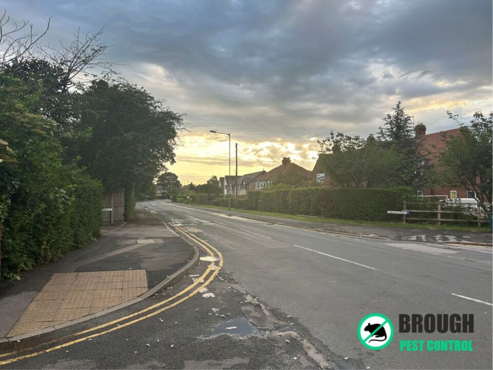 Brough Pest Control service based right here in Brough HU15